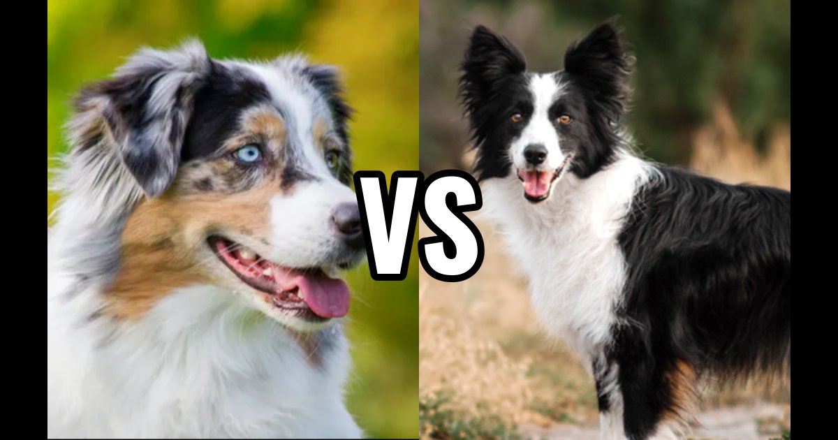 Australian Shepherd vs Border Collie: Fans Are Split