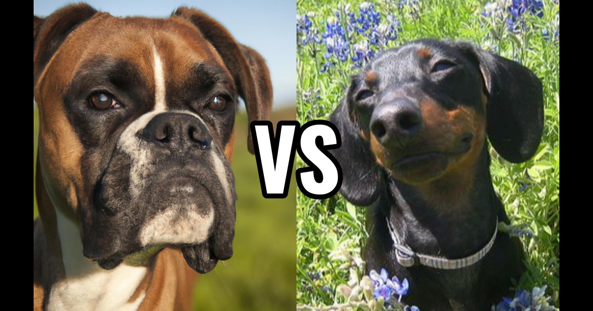 Boxer vs Dachshund - Which Dog Breed is Better?