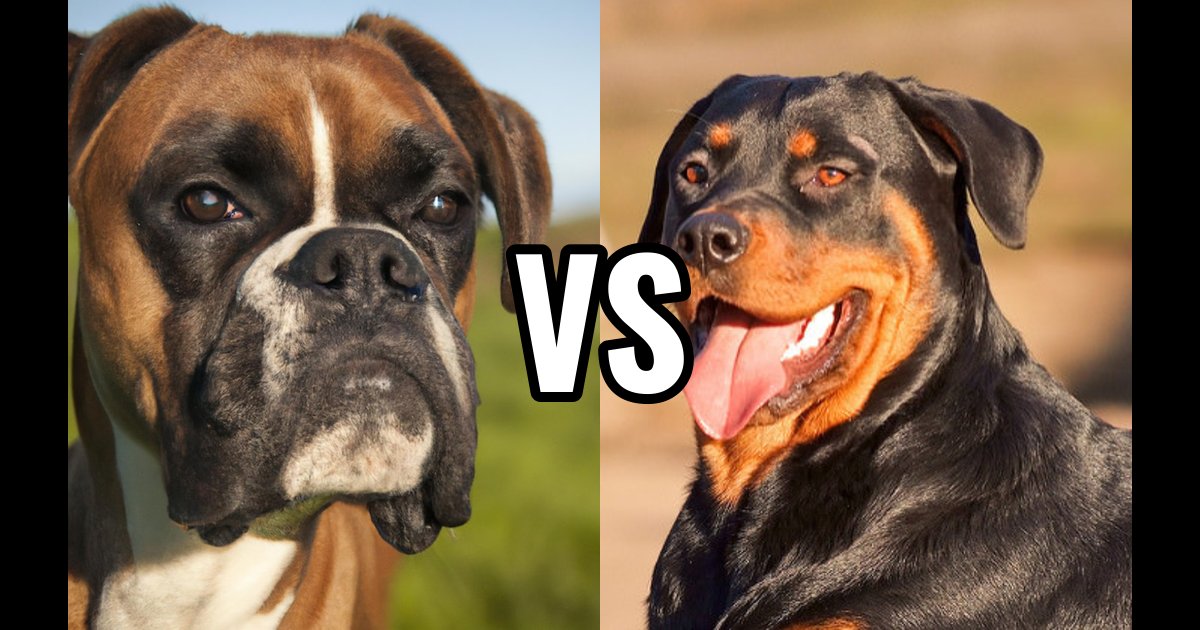 Boxer vs Rottweiler - Which Dog Breed is Better?
