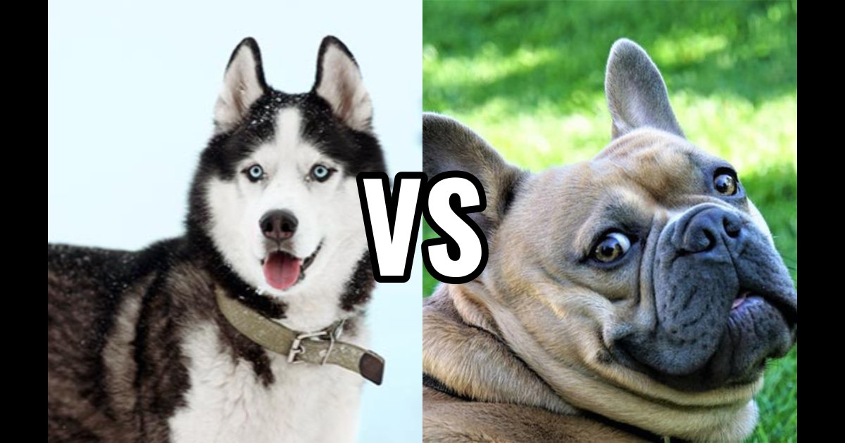 French Bulldog vs Siberian Husky: Siberian Husky Leads