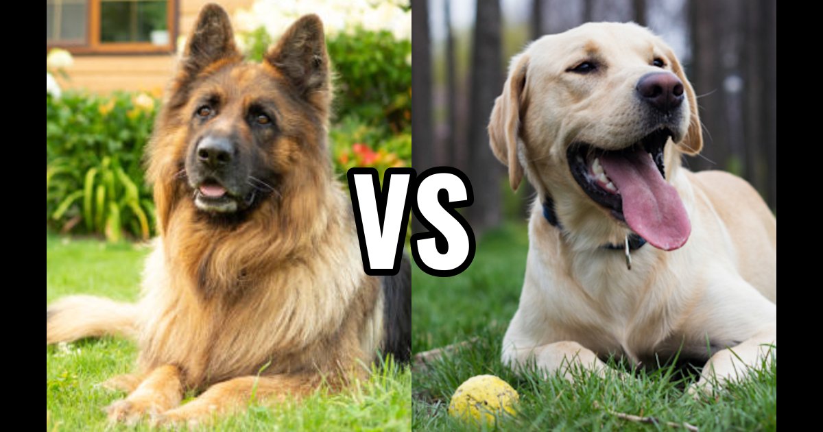 German Shepherd vs Labrador Retriever: Labrador Retriever Leads