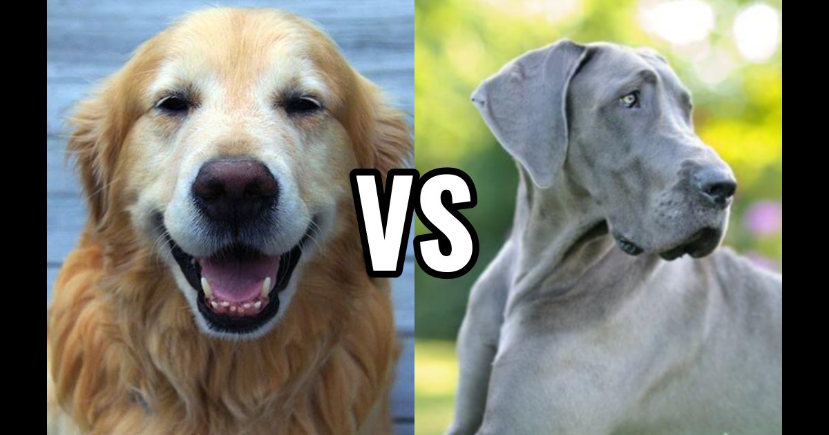 Golden Retriever vs Great Dane: Golden Retriever Leads