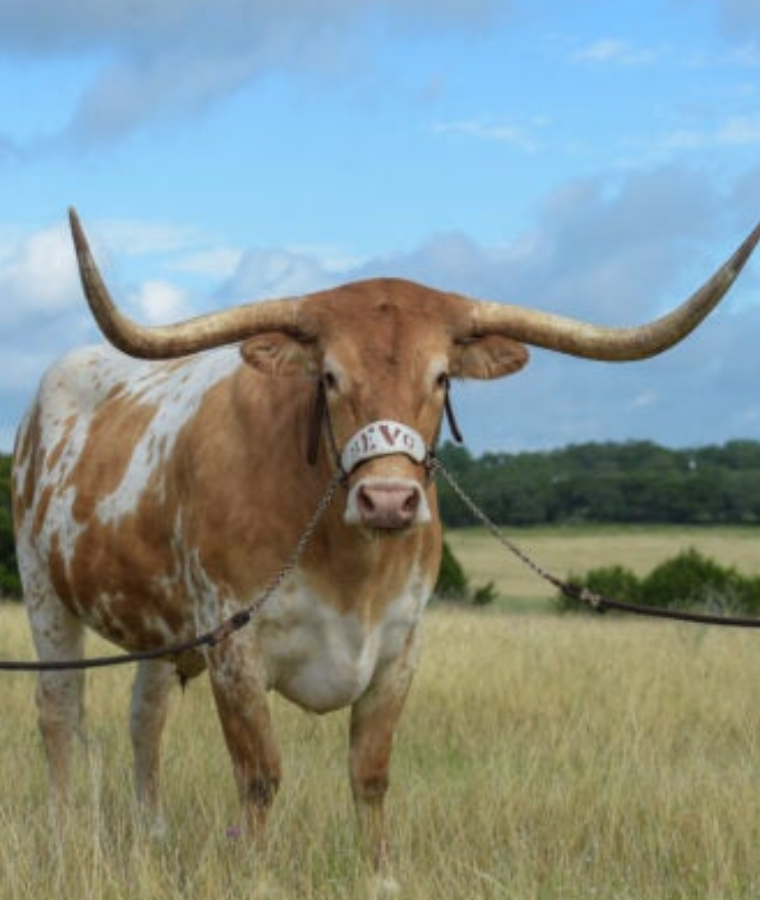 Bevo (Texas Longhorns) vs Mr. Met (New York Mets) - Which Sports Mascot ...